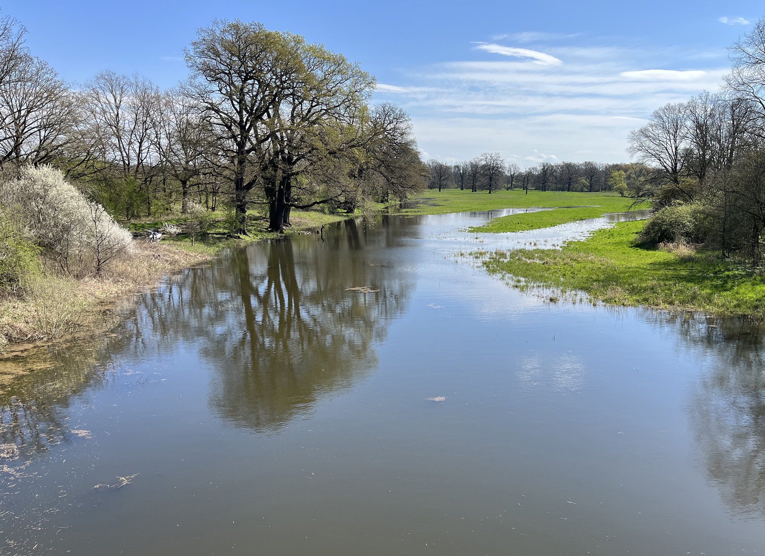 Ein Froschkonzert auf das Elbehochwasser in der Aue - DBU