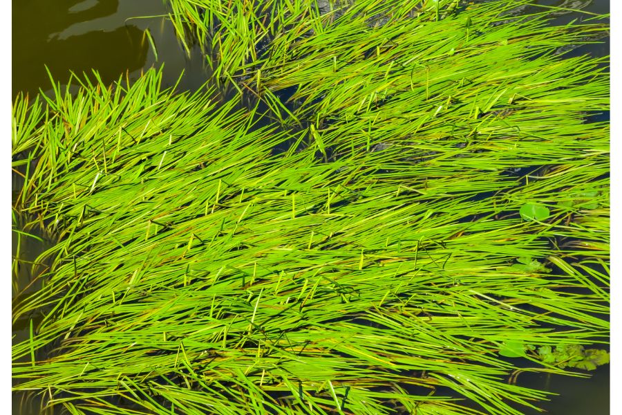 Promotionsstipendiatin Jana Willim: Nachhaltige Renaturierung von Seegraswiesen - DBU