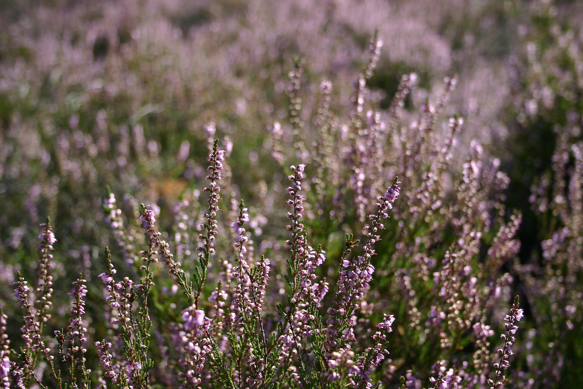 Feuer und Flamme für die Heide - DBU