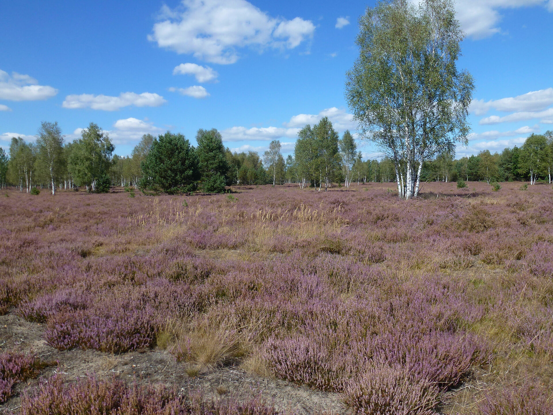 Heidepflege mit gepanzerter Technik - DBU