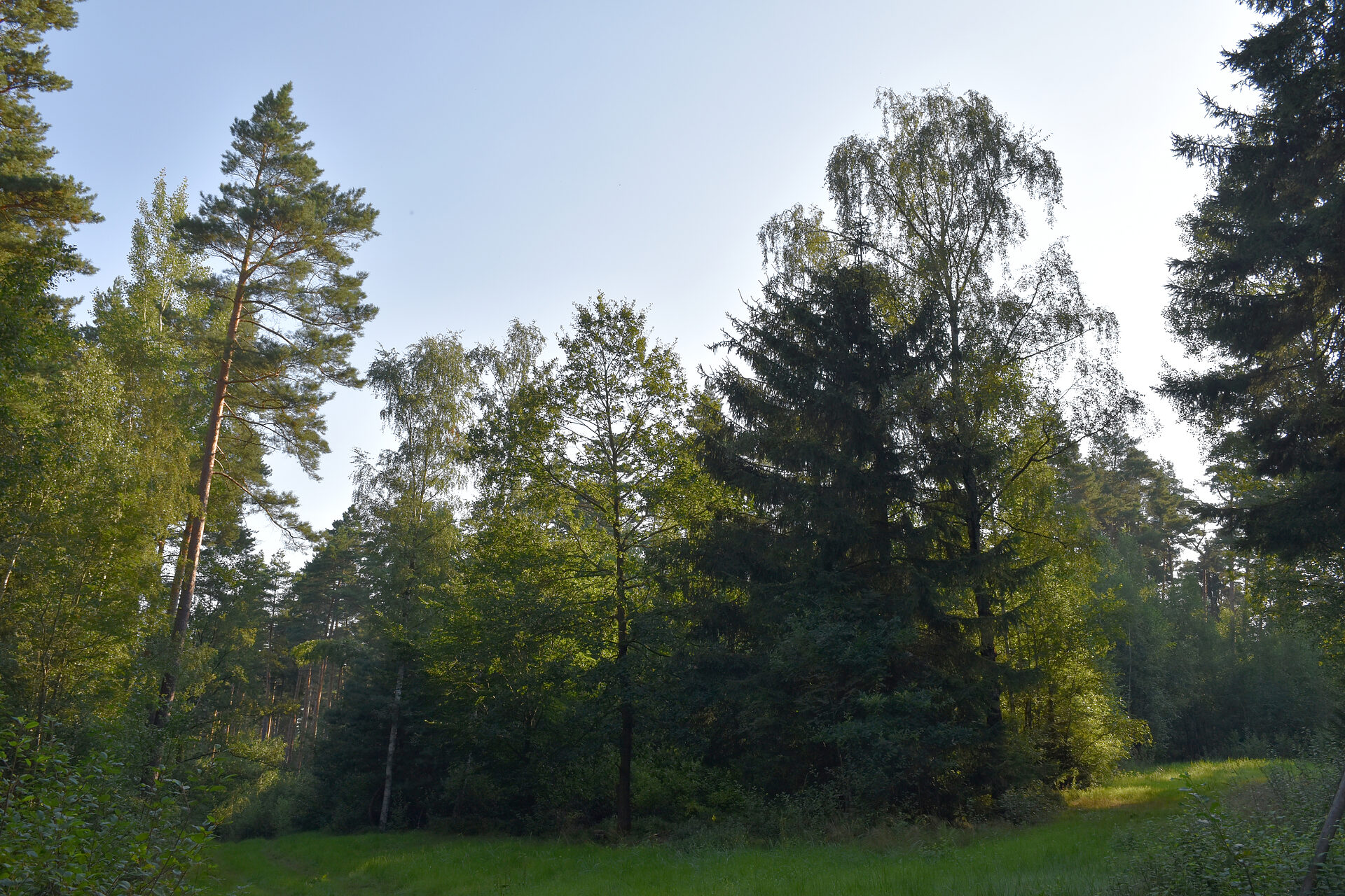 Wissen, wo Wald wächst – Analyse im Himmelsgrund abgeschlossen - DBU