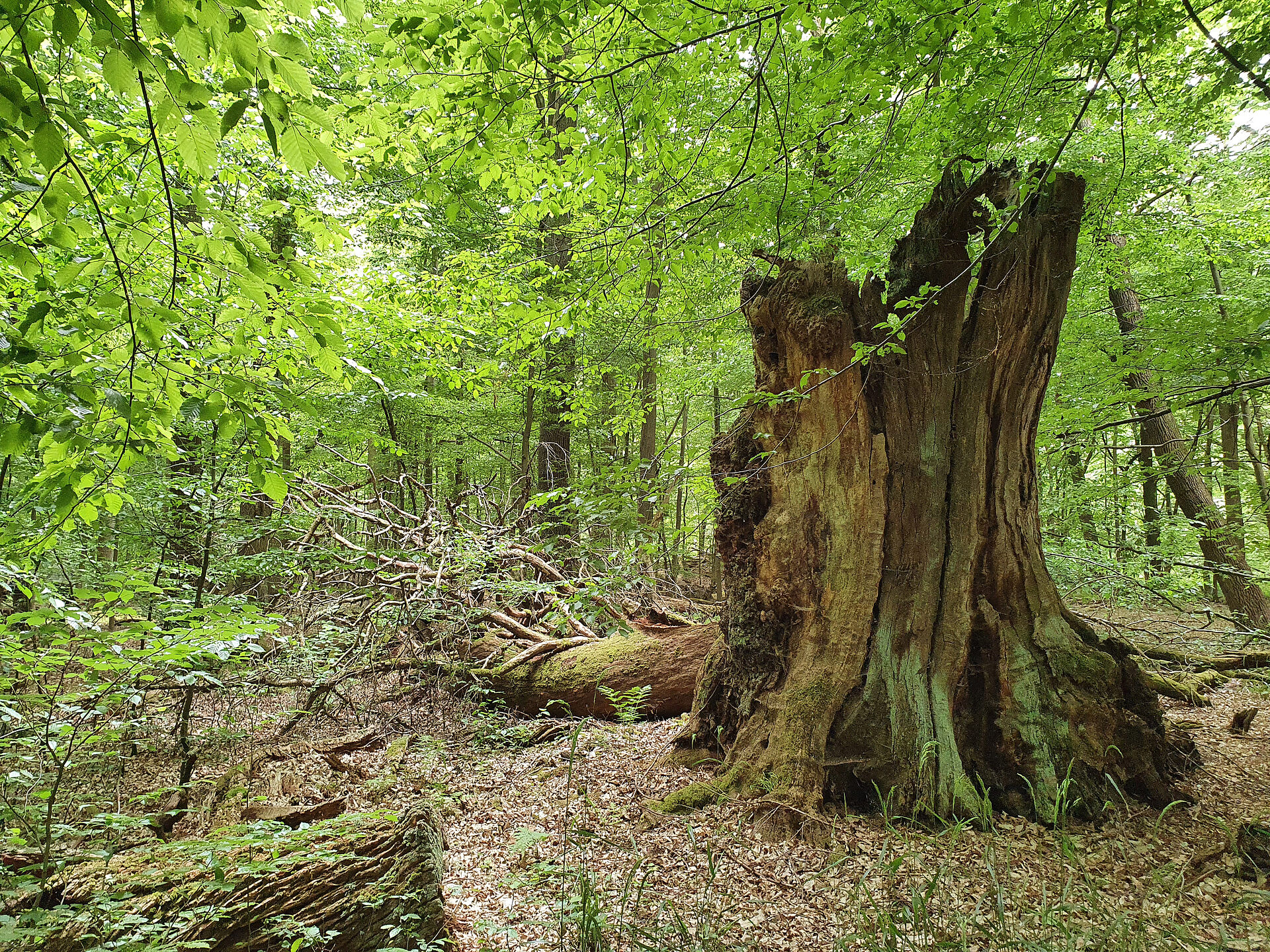 Naturschutz im Wald: Einfach wachsen lassen geht nicht immer - DBU